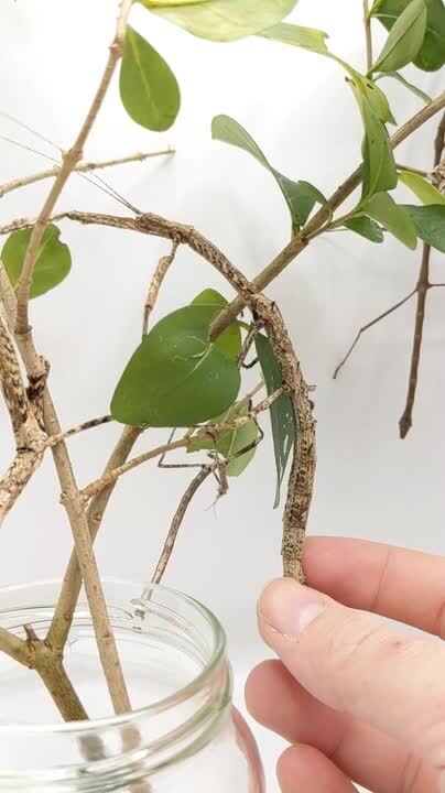 Stick Insects Hide in Plain Sight by Camouflaging With Tree Branch ...