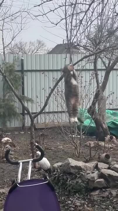 Cat Hangs From Tree Branch | Jukin Licensing