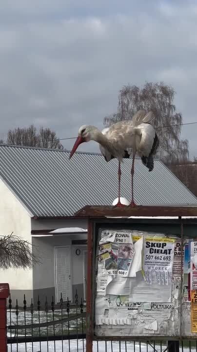 Stork Claps Beaks to Make Strange Noise | Jukin Licensing
