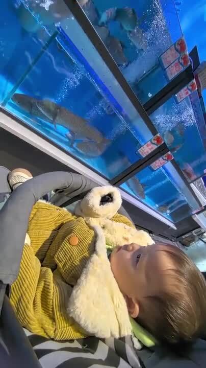 Fish Jumps Out from Tank into Baby's Stroller | Jukin Licensing