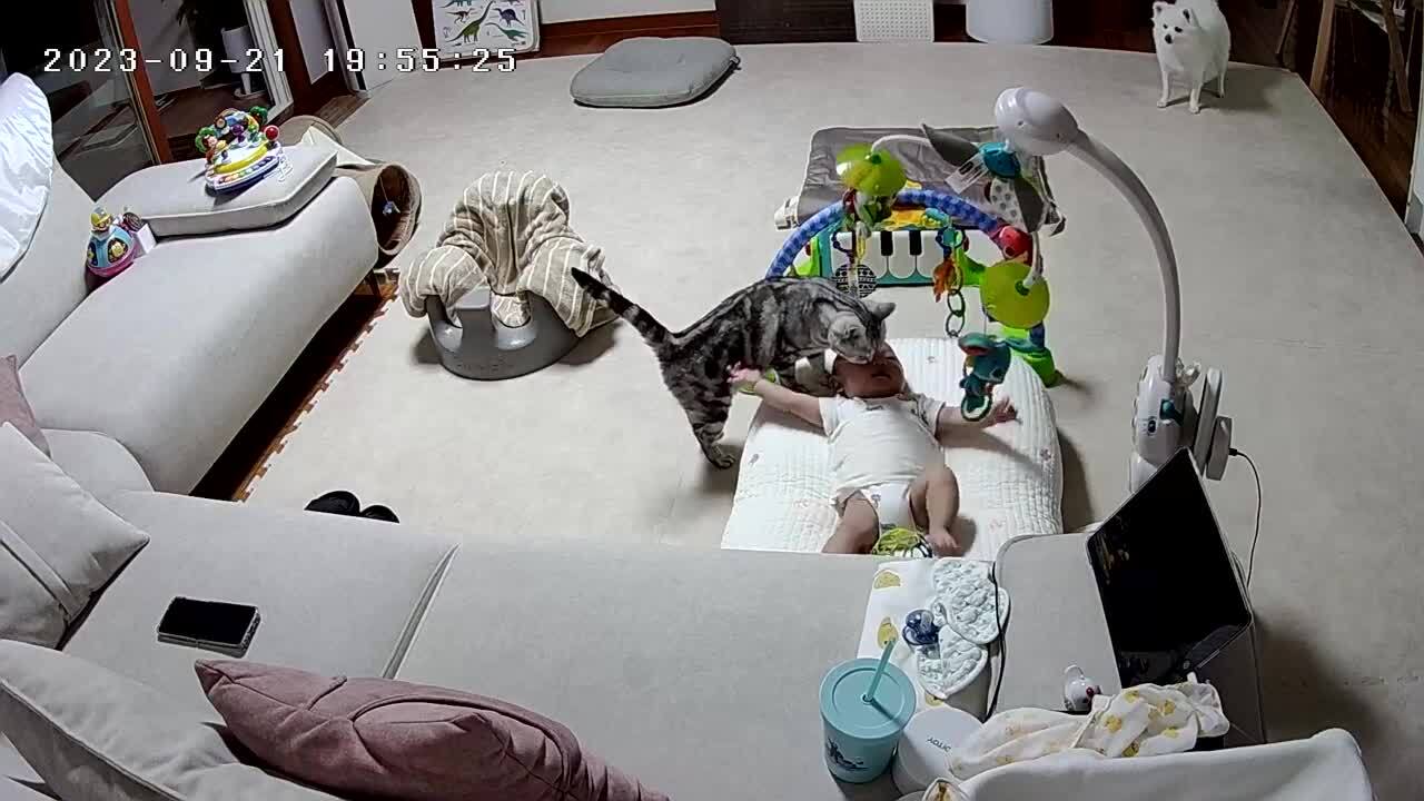 Cat Rushes Towards Baby on Hearing Him Cry | Jukin Licensing