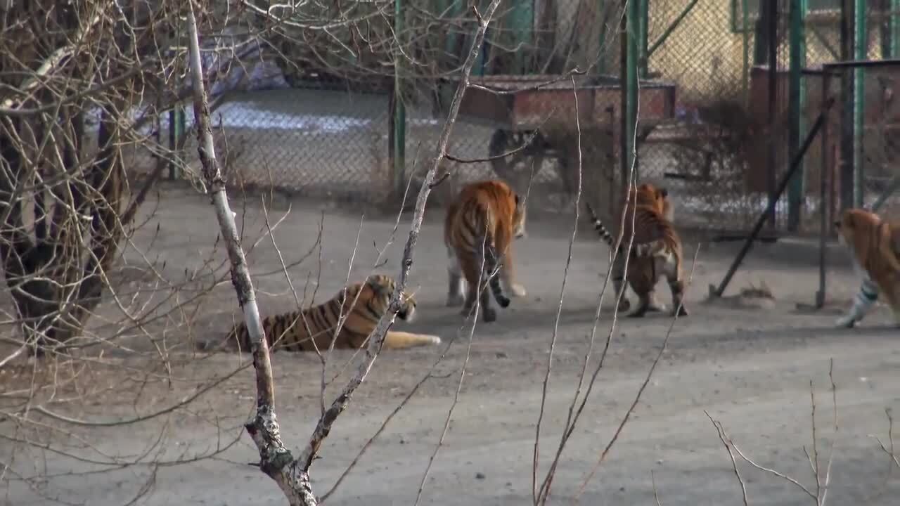 Large Siberian Tiger Asserts Dominance Over Other Siberian Tigers ...