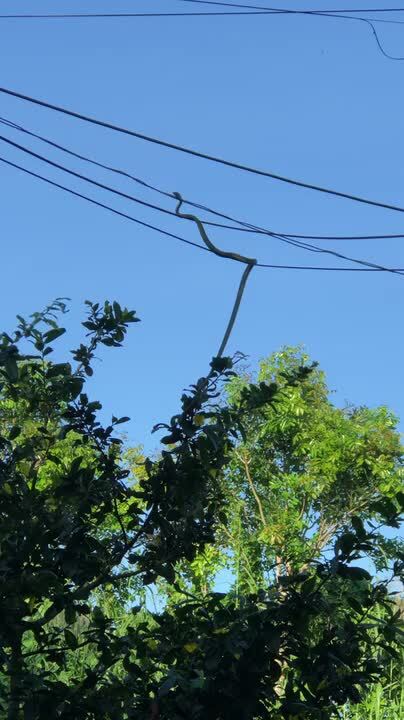 Snake Stretches From Tree and Slithers Across Power Line | Jukin Licensing