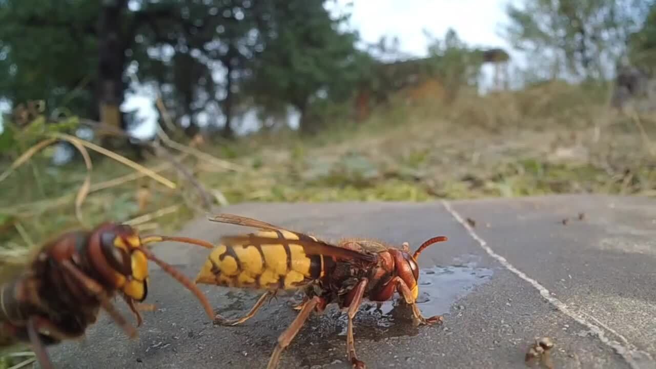 Eusocial Wasps Display Flight Maneuvers | Jukin Licensing