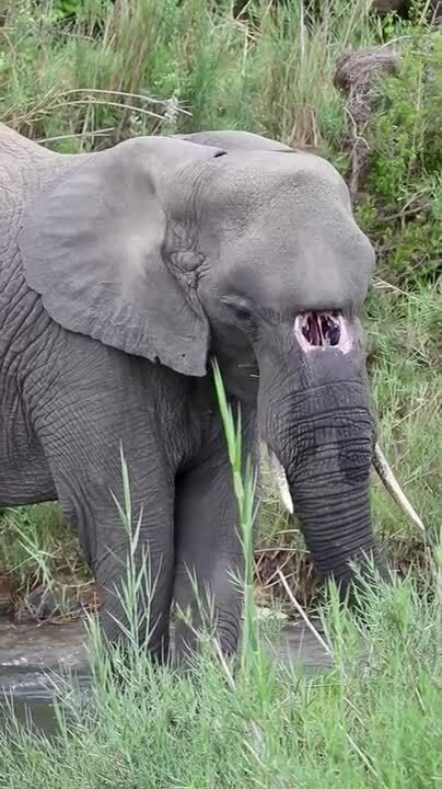 Elephant With Birth Trunk Defect Lives Normally | Jukin Licensing