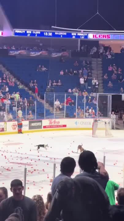 Owners Let Dogs Go Off Leash to Grab Pucks Inside Ice Hockey Rink ...