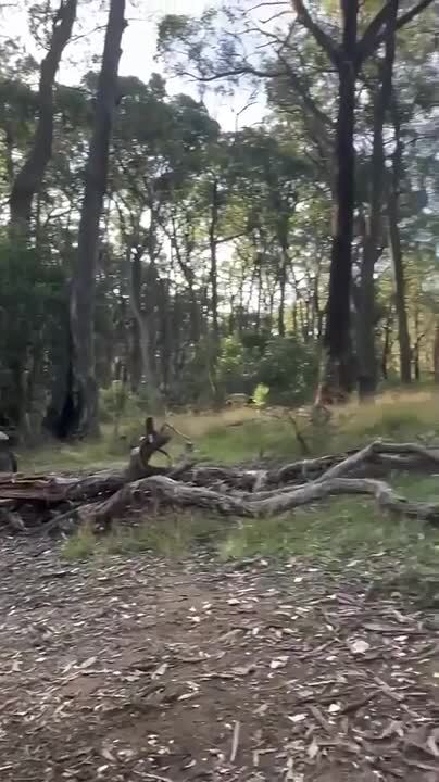Guy Crashes Into Tree While Attempting Motorcycle Jump in Woods | Jukin ...