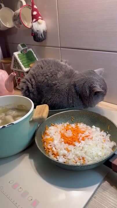 Cat Sits in Frying Pan to Warm Themself | Jukin Licensing