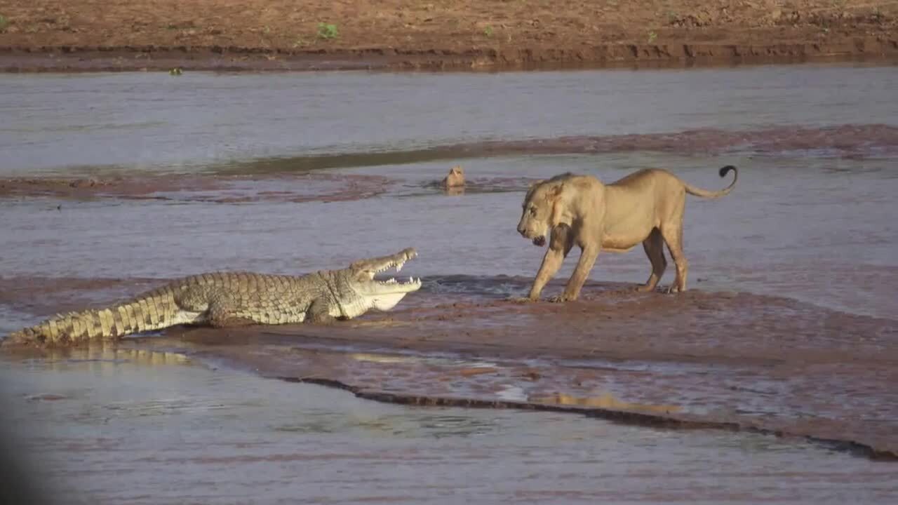Lions Fight Crocodile Over Elephant Carcass | Jukin Licensing