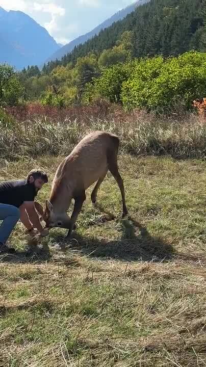 Deer Attacks Man in Open Field | Jukin Licensing