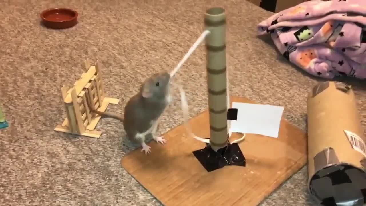 Rat Completes Obstacle Course | Jukin Licensing
