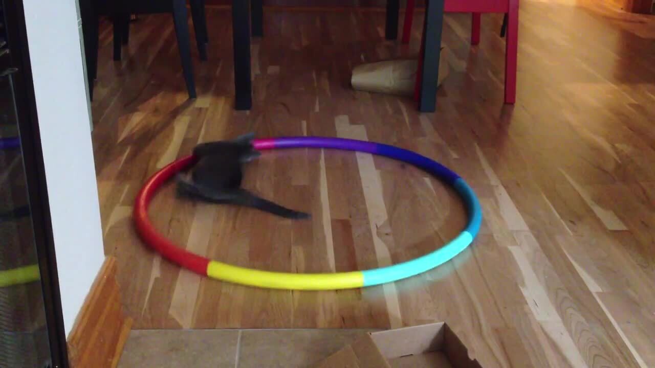 Cat Plays With Hula Hoop | Jukin Licensing