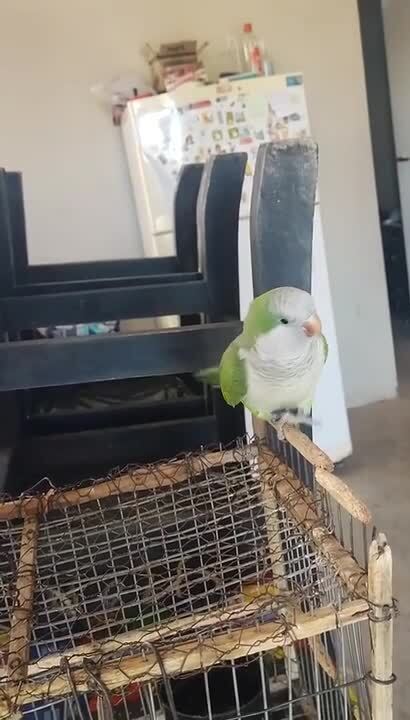 Parrot Performs Impressive Dance Moves | Jukin Licensing