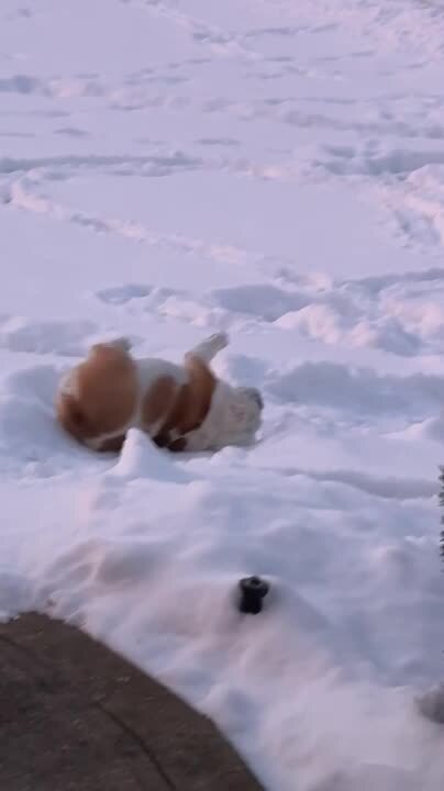 Excited Bulldog Slides Down Snow on Her Back | Jukin Licensing