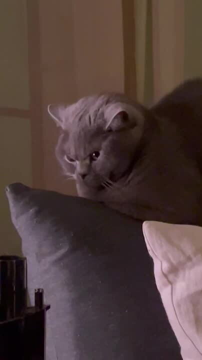 Cat Gives Angry Side-eye to Owner as He Starts Vacuuming | Jukin Licensing