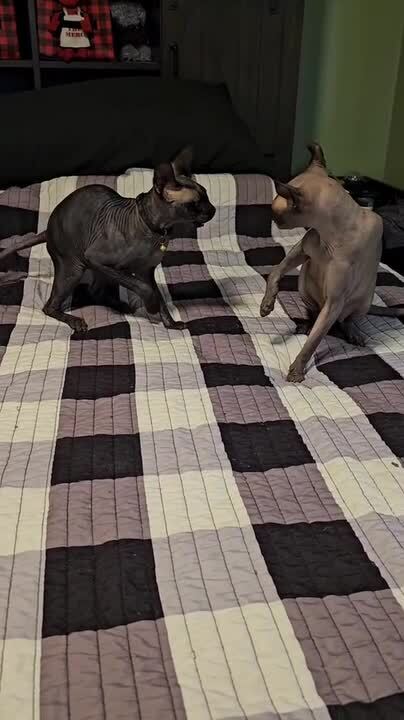 Sphynx Cats Playfully Slap Each Other | Jukin Licensing