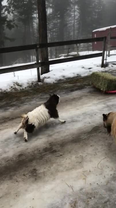 Goat Slides on Ice Covered Driveway | Jukin Licensing