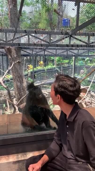 Person Watches Guy Mimic Yaki Monkey at Indonesian Zoo | Jukin Licensing