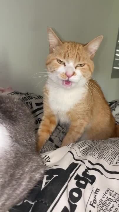 Cat Makes Stink Face After Smelling Another Cat | Jukin Licensing