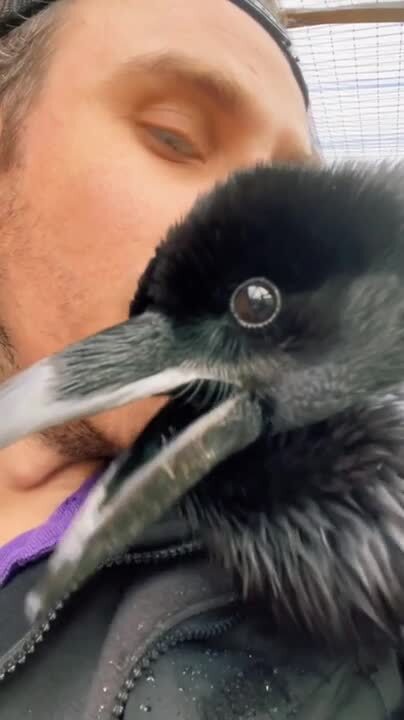 Raven Hilariously Interacts With Handler | Jukin Licensing