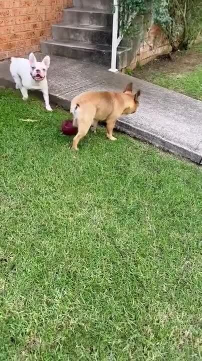 Excited Little Dog Crash Lands After Jumping off Stairs | Jukin Licensing