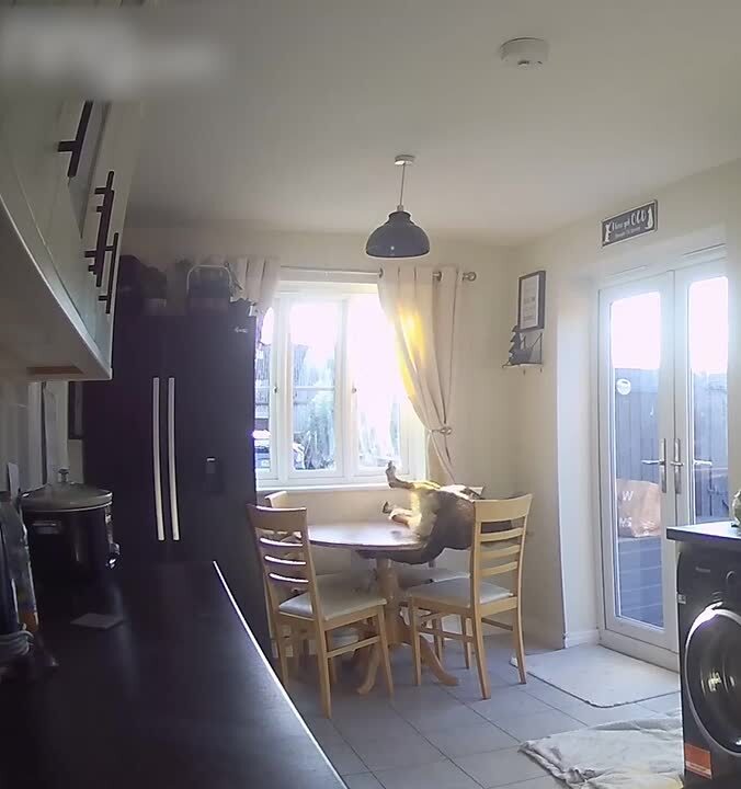 Dog Falls Off Kitchen Table While Attempting to Lie Down | Jukin Licensing