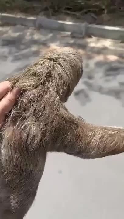 Woman Rescues Sloth Struggling to Cross Road | Jukin Licensing