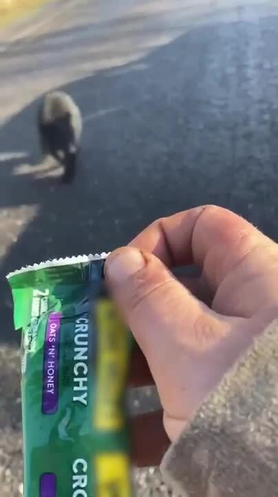 Men Feed Hungry Bear Cub With Their Bare Hands | Jukin Licensing