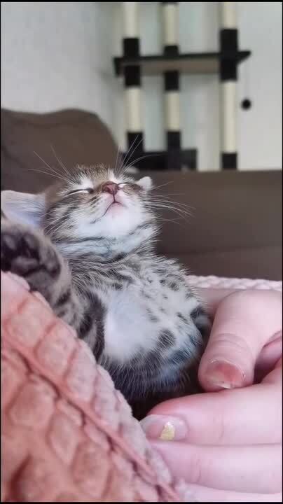 Kitten Falls Asleep While Being Held | Jukin Licensing