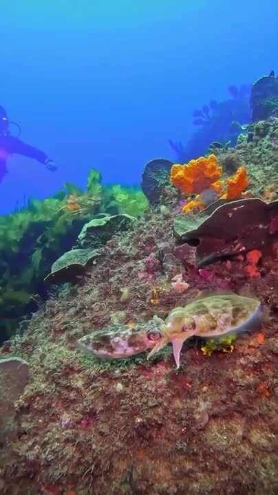 Mourning Cuttlefish Display Mating Ritual | Jukin Licensing