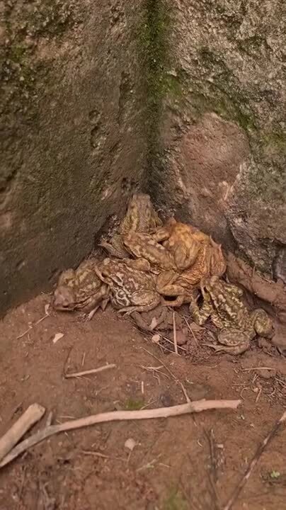 People Rescue Groups of Frogs and Release Them in Water | Jukin Licensing