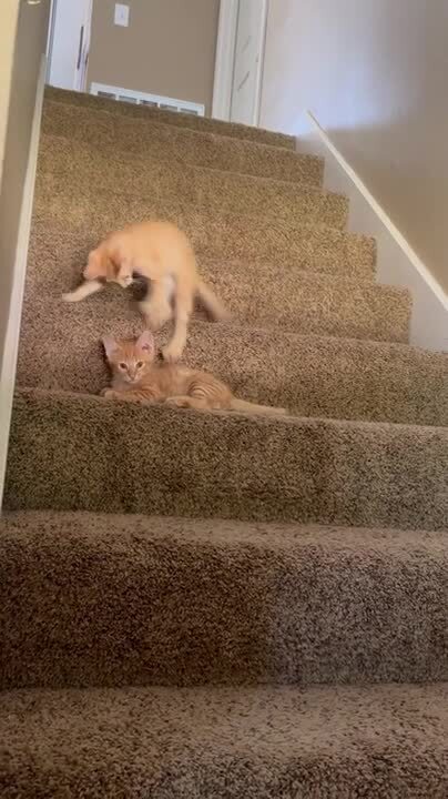 Orange Kitten Falls Off Staircase While Playing With Sibling | Jukin ...