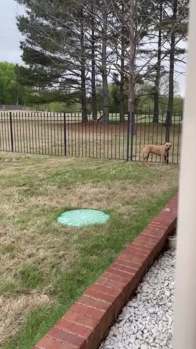 Dog Manages to Escape Yard Through Narrow Gap in Fencing | Jukin Licensing