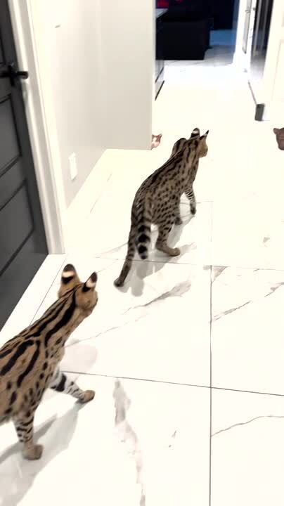 Person Sticks Cut Out of Cat's Face on Wall to Scare House Cats | Jukin ...