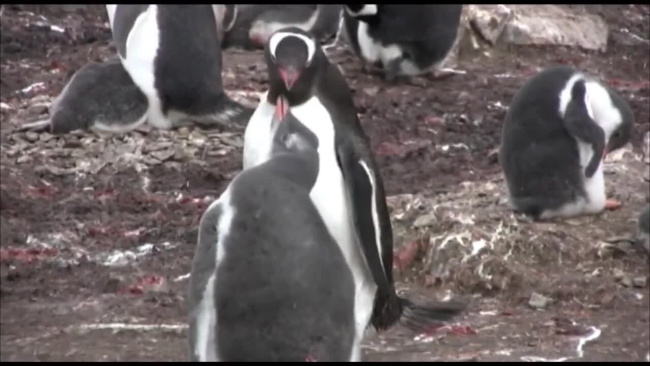 Hungry Penguin Chicks Demand Food and Run Around | Jukin Licensing