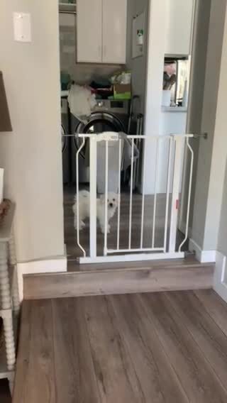 Puppy Escapes Dog Gate Barrier Through Small Gap on Side | Jukin Licensing