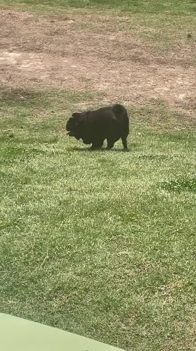 Pug Enjoys Sliding Down Grassy Hill | Jukin Licensing