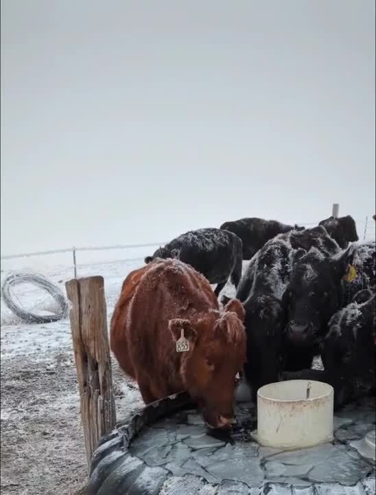 Cow Gives Hilarious Reactions While Drinking Frozen Water Along With ...