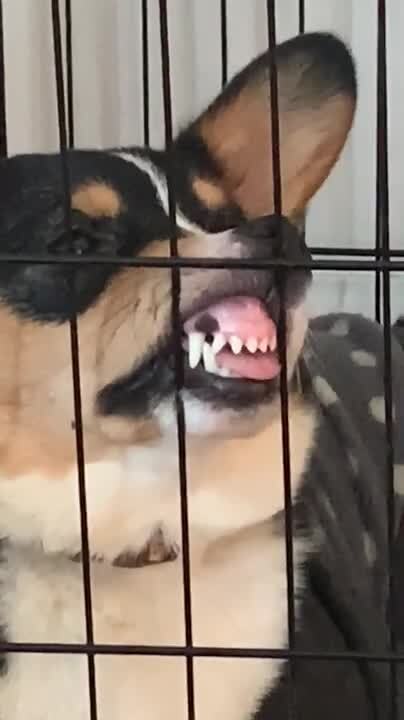 Corgi Rests Her Snout on Crate and Shows Her Teeth | Jukin Licensing
