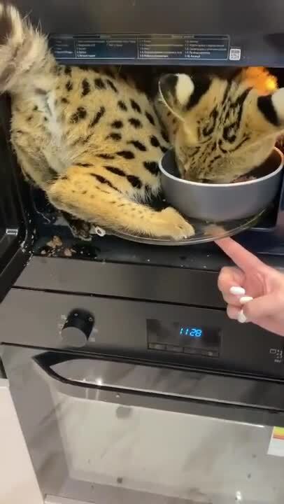 Savannah Cat Climbs Into Microwave to Eat Her Food | Jukin Licensing
