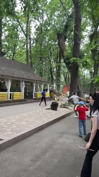 Huge Tree Branch Suddenly Snaps and Falls on Cafe's Roof | Jukin Licensing