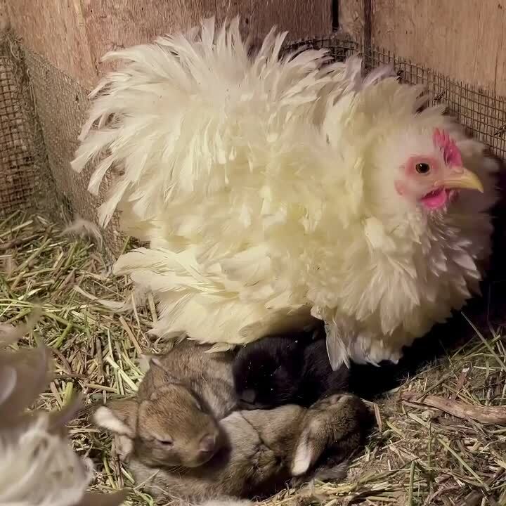 Chicken Cuddles With Baby Bunnies To Keep Them Warm | Jukin Licensing