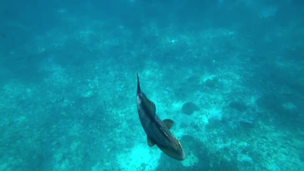 Aggressive Fish Attacks Divers Underwater | Jukin Licensing