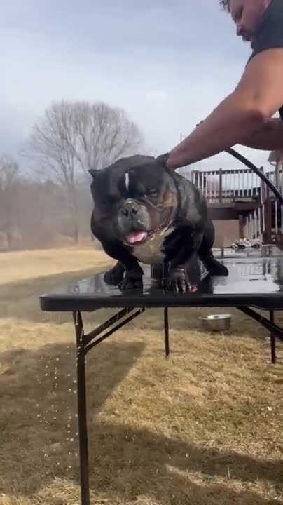 Dog Falls off Table While Shaking Water off Body | Jukin Licensing