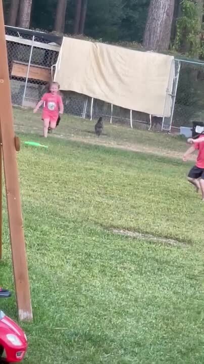 Rooster Chases After kids | Jukin Licensing