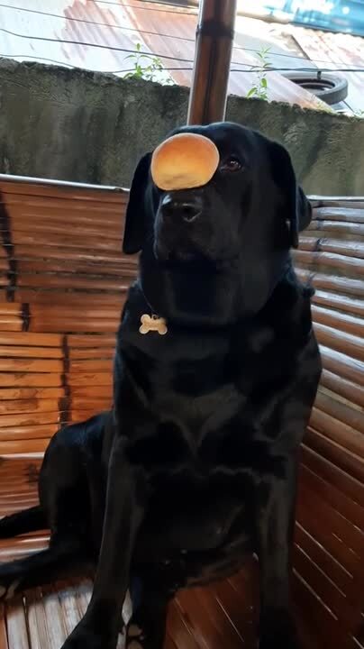 Labrador Patiently Balances Bread on Nose | Jukin Licensing