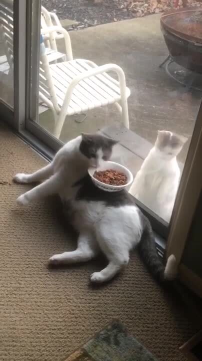 Cat Eats Out of Bowl Placed on Their Back | Jukin Licensing