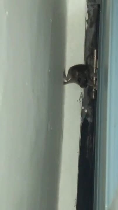 Rat Stuck Behind Door Resembles Superhero Movie Scene | Jukin Licensing