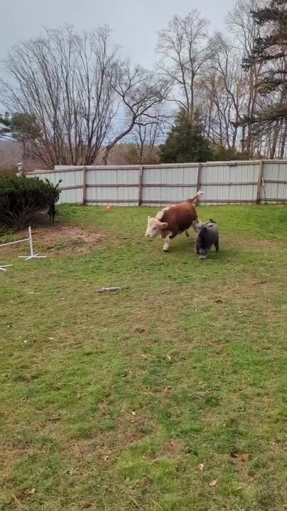 Little Cow Fails Awkwardly at Jumping Over Barrier | Jukin Licensing