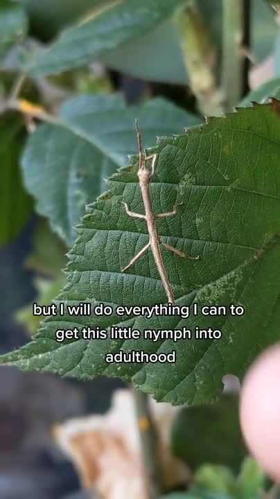 Person Shows Off Unique Specie of Stick Insects | Jukin Licensing